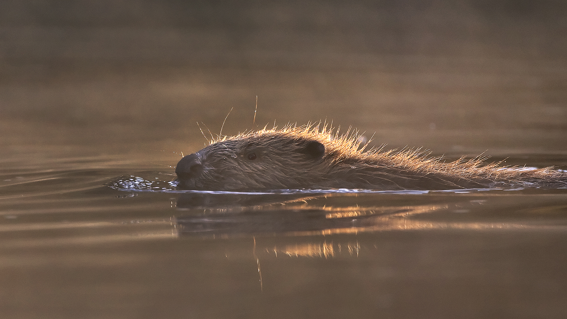 Beaver court case should lead to a win-win for nature and farmers ...