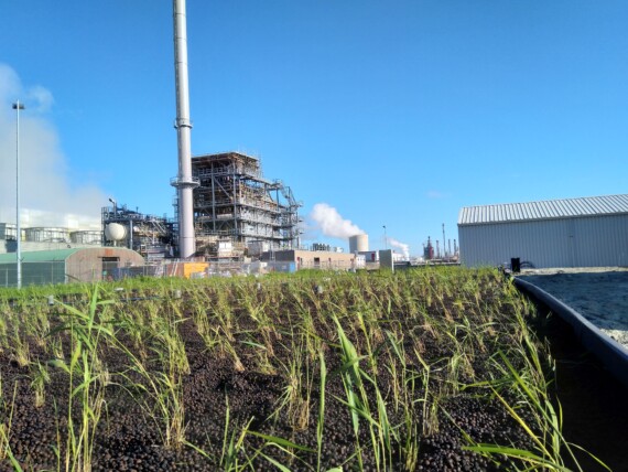 Evides Industriewater UK - Trees for Life