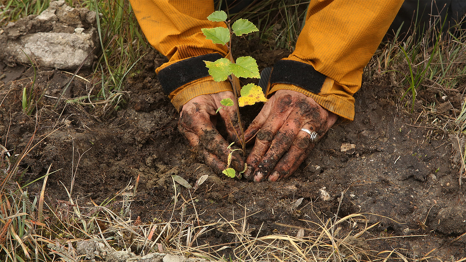 Leave a gift in your will | Trees for Life