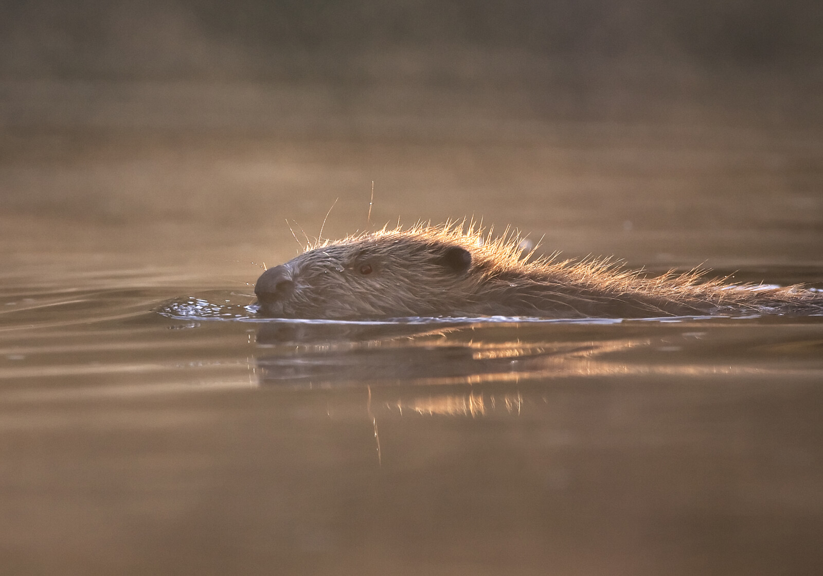 Breakthrough for Scotland’s beavers a win for nature, climate and ...