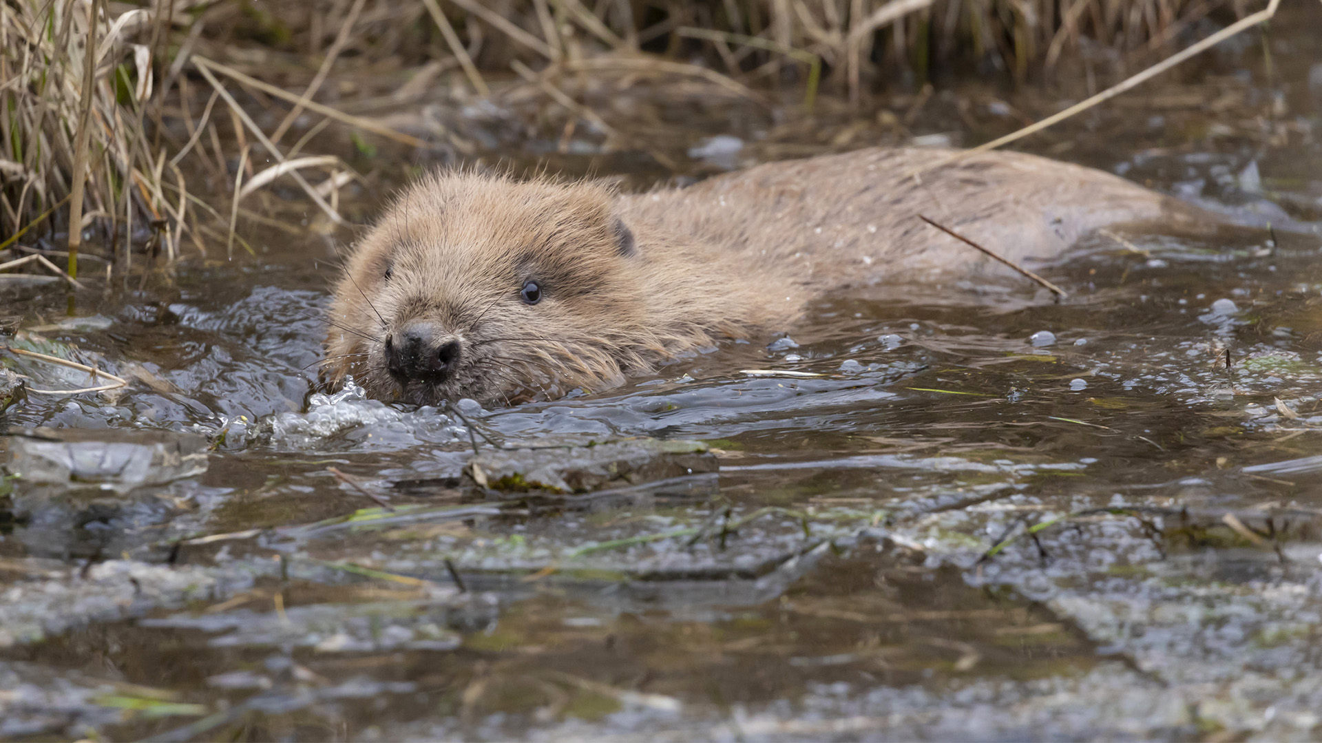 Family farm saves death-sentence beavers in historic relocation - Trees ...
