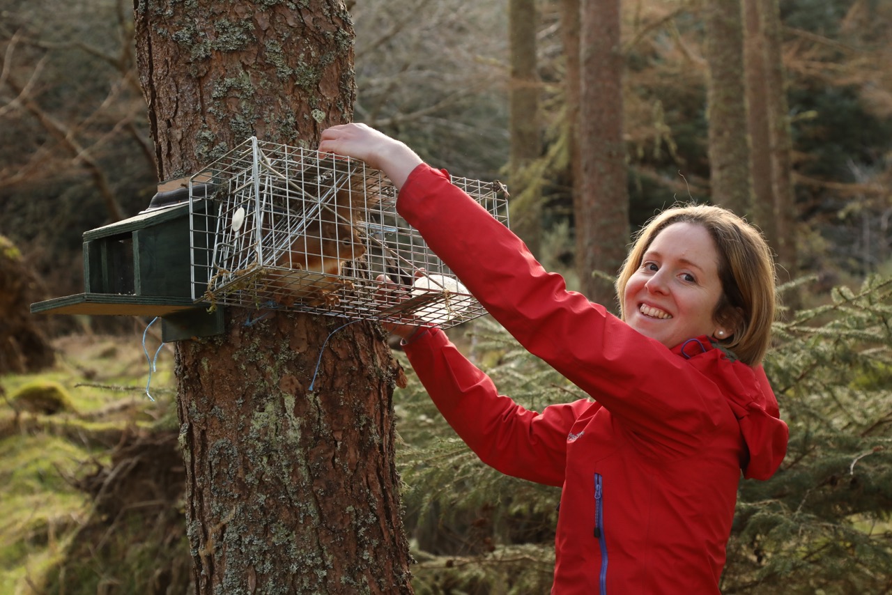 New citizen science project to help endangered red squirrels - Trees ...