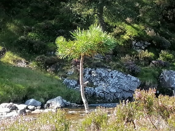 Alex Manson Memorial Grove - Trees for Life