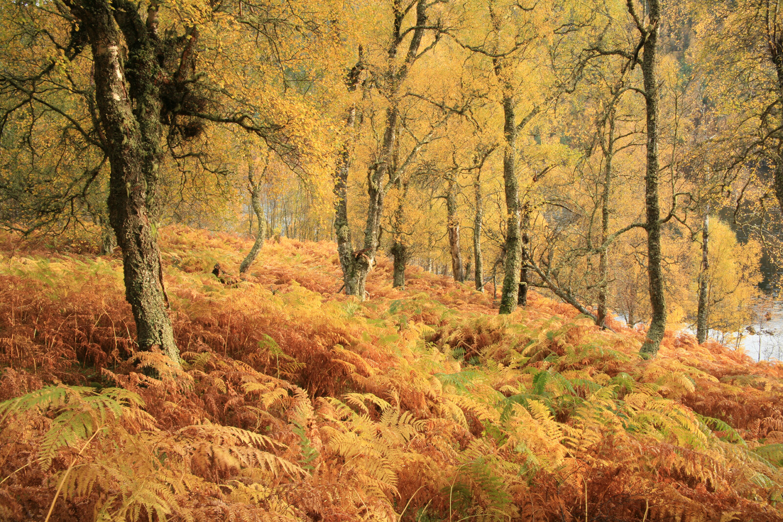 Birch facts and information | Trees for Life