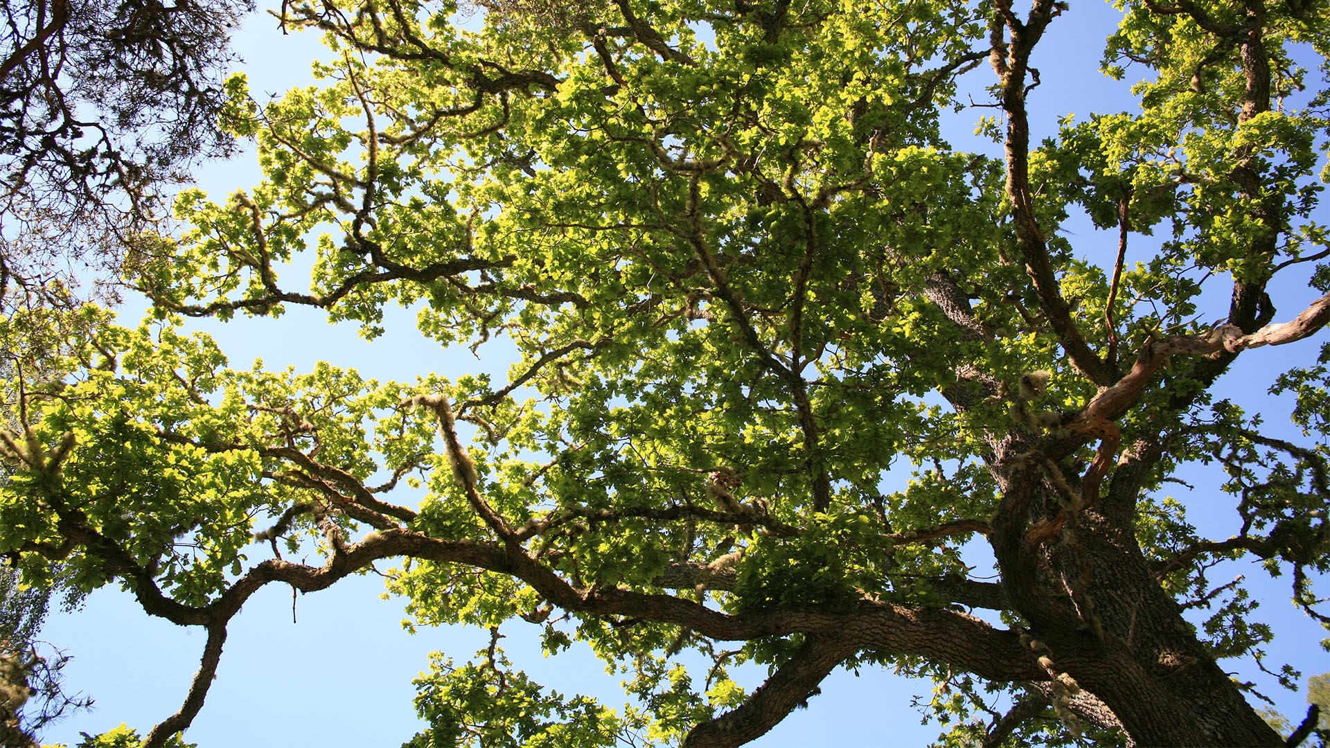 Oak facts and information | Trees for Life