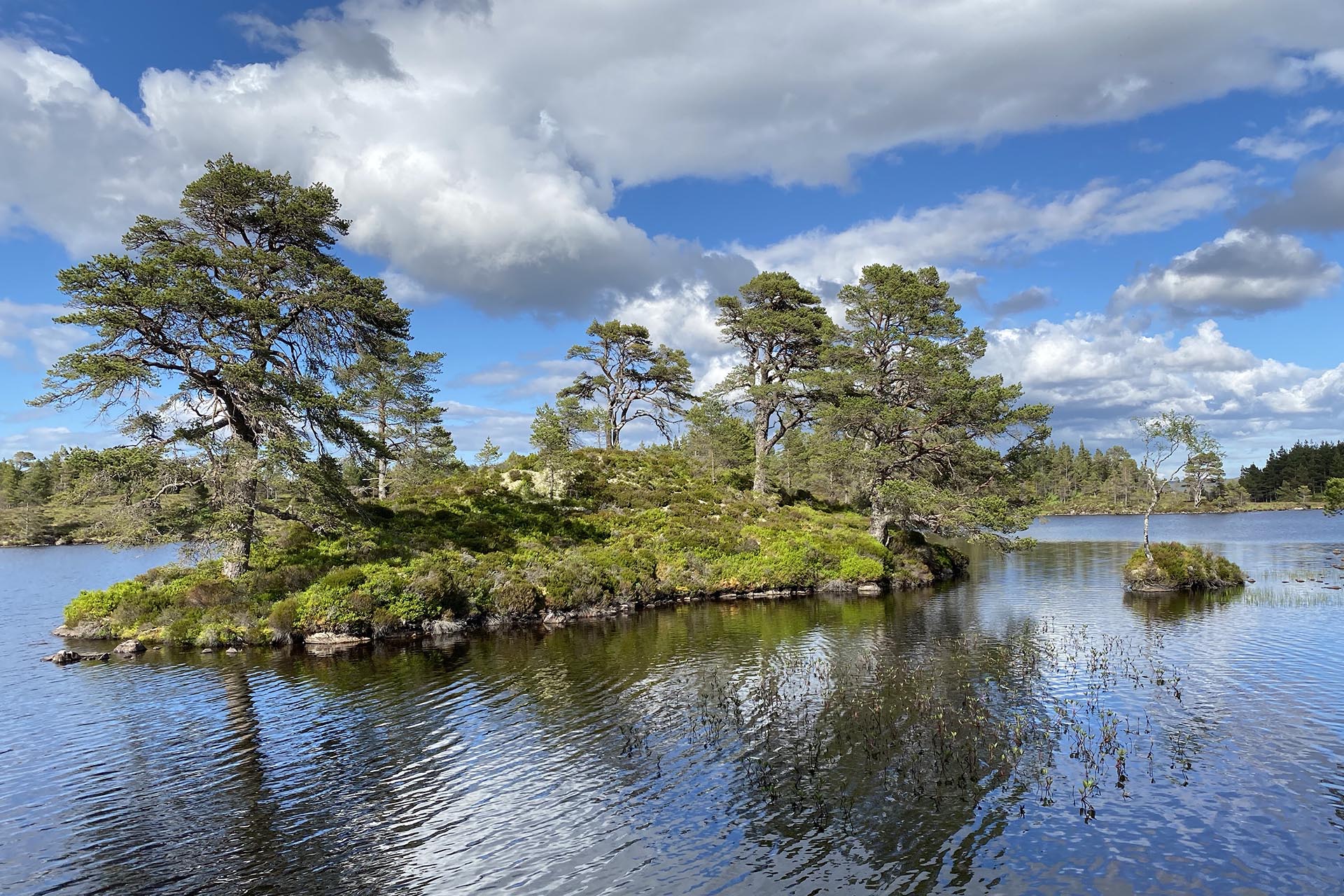 Scotland’s ‘ice age’ pinewoods on knife-edge, says first major study in ...