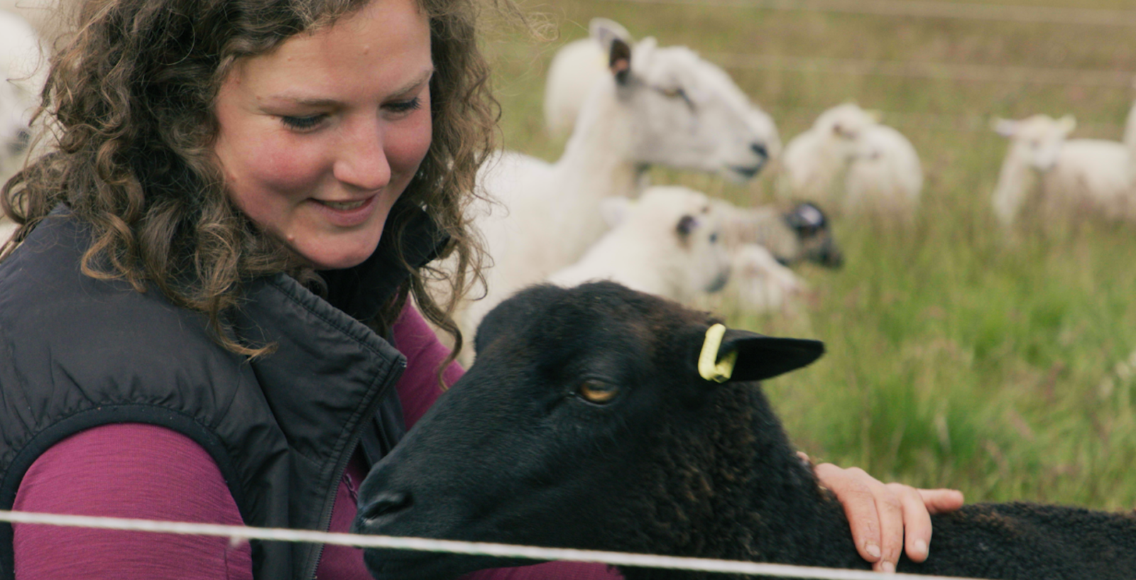 Nature-positive farming in Affric Highlands’ high pasture - Trees for Life
