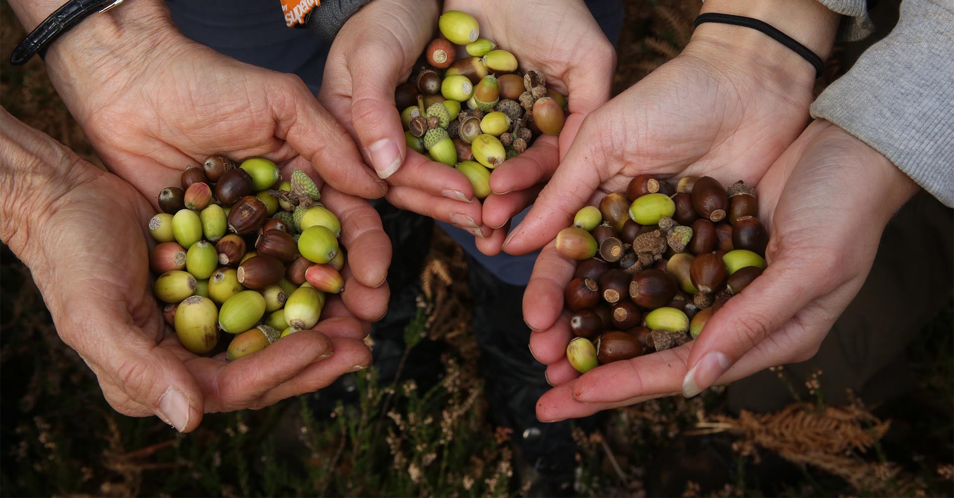 Tree seed collection - Trees for Life