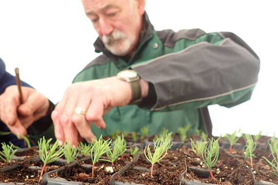 Tree seed collection - Trees for Life