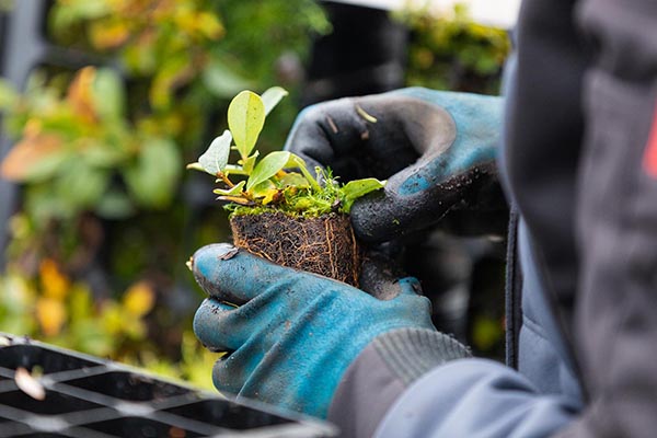Tree seed collection - Trees for Life