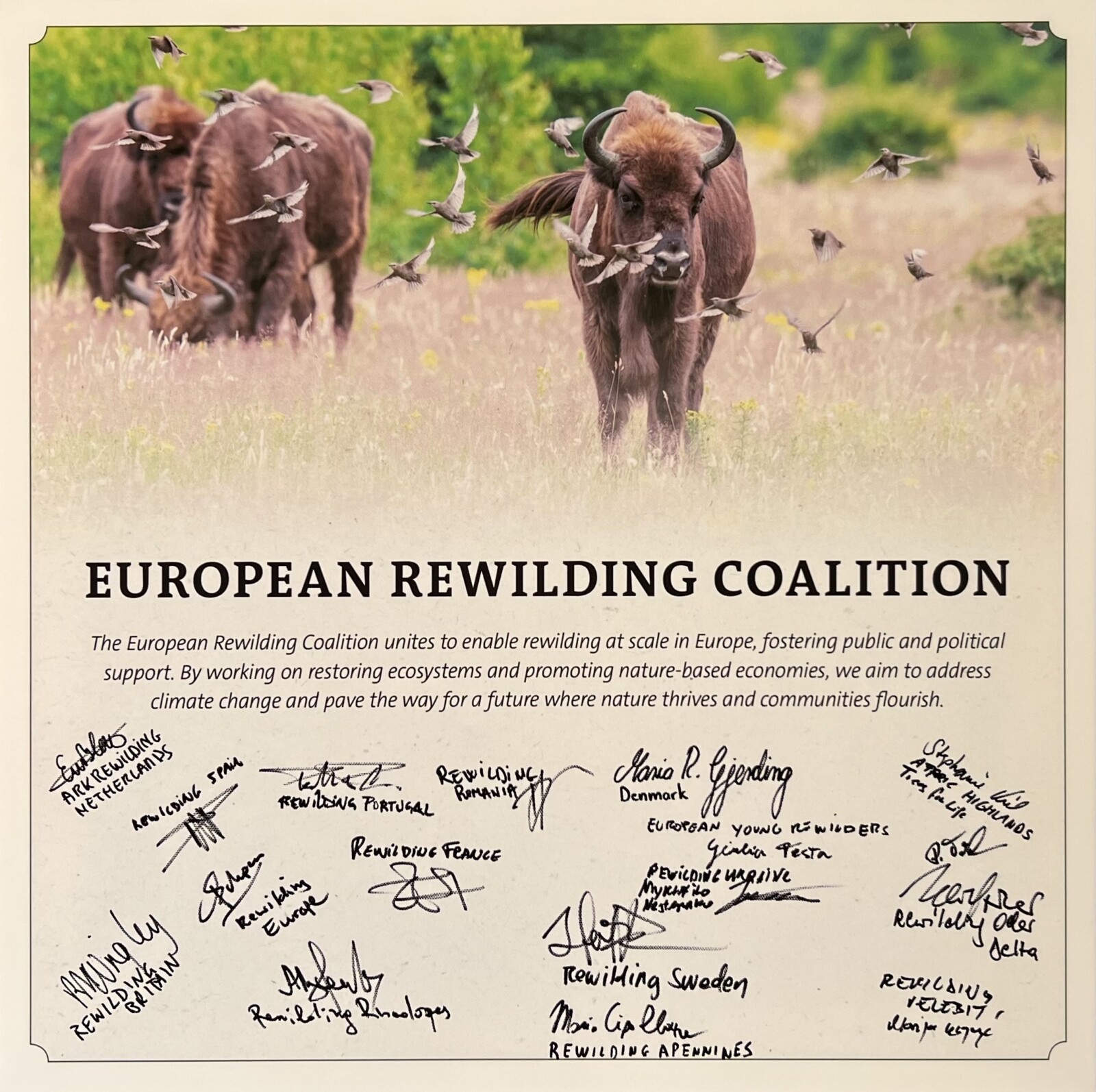 Leading organisations join forces to scale up practical rewilding ...