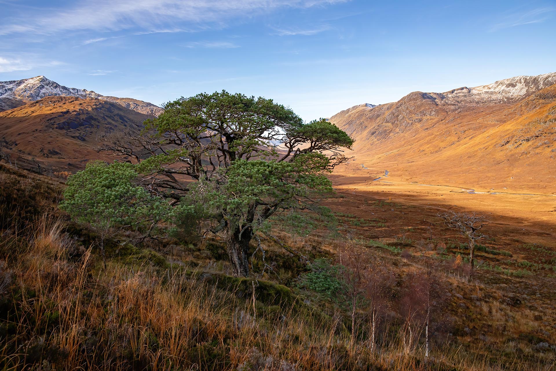 Remote woodland – home to Scotland’s oldest wild pine – saved as part ...