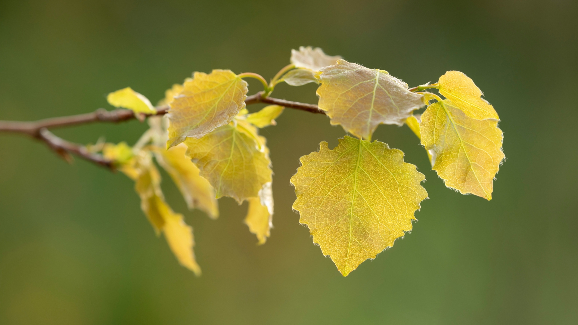 Cairngorms Aspen Network - Trees for Life