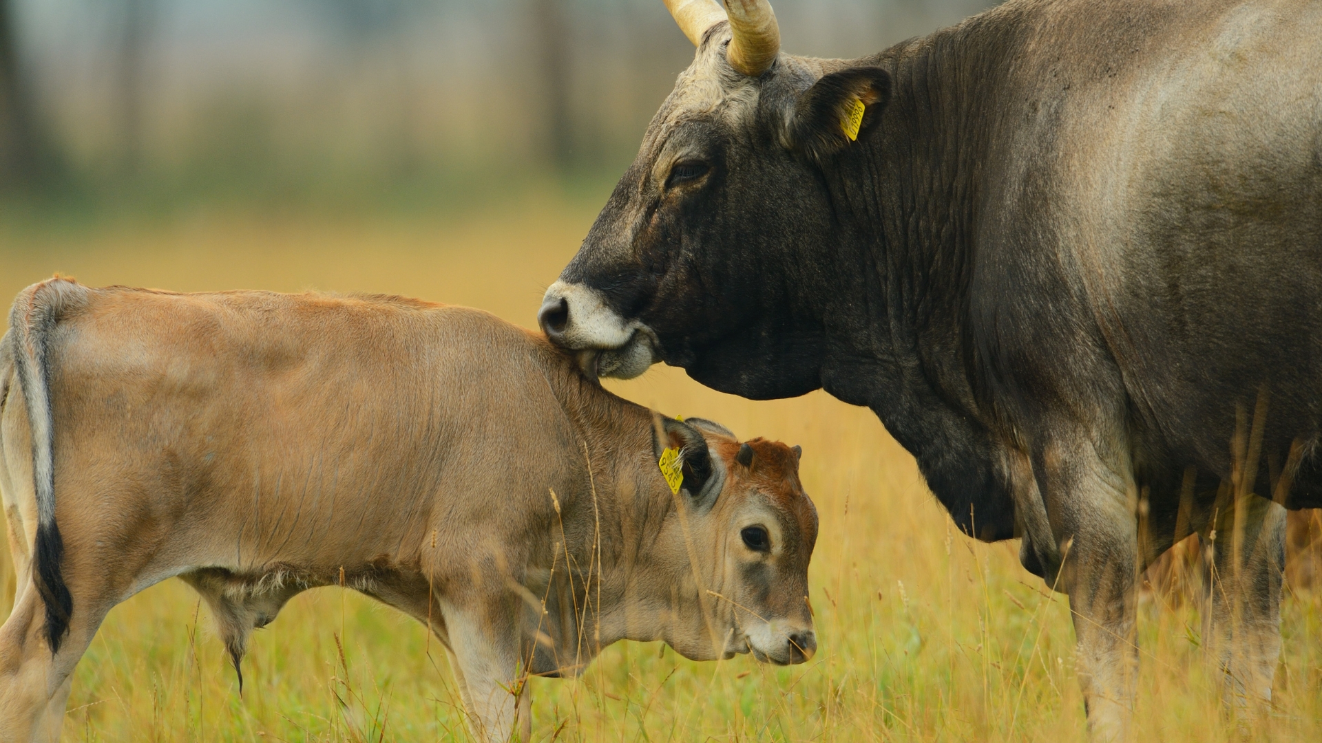 UK ‘return’ for ancient aurochs 400 years after European extinction ...