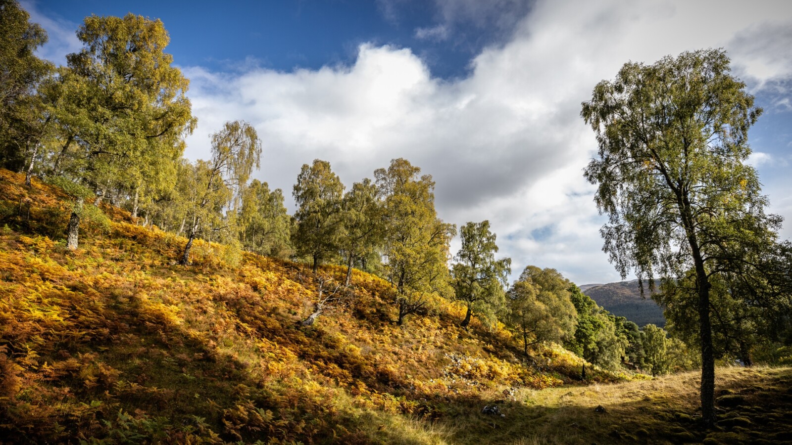 Dundreggan Consultation 2024 - Trees for Life