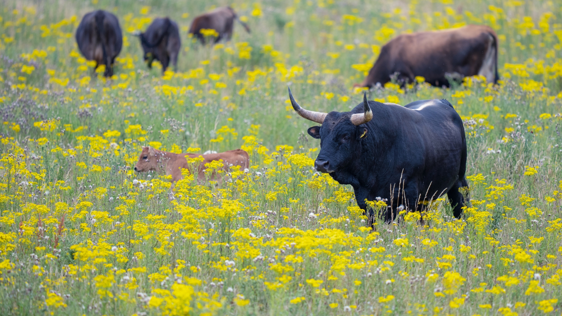 Tauros - Trees for Life