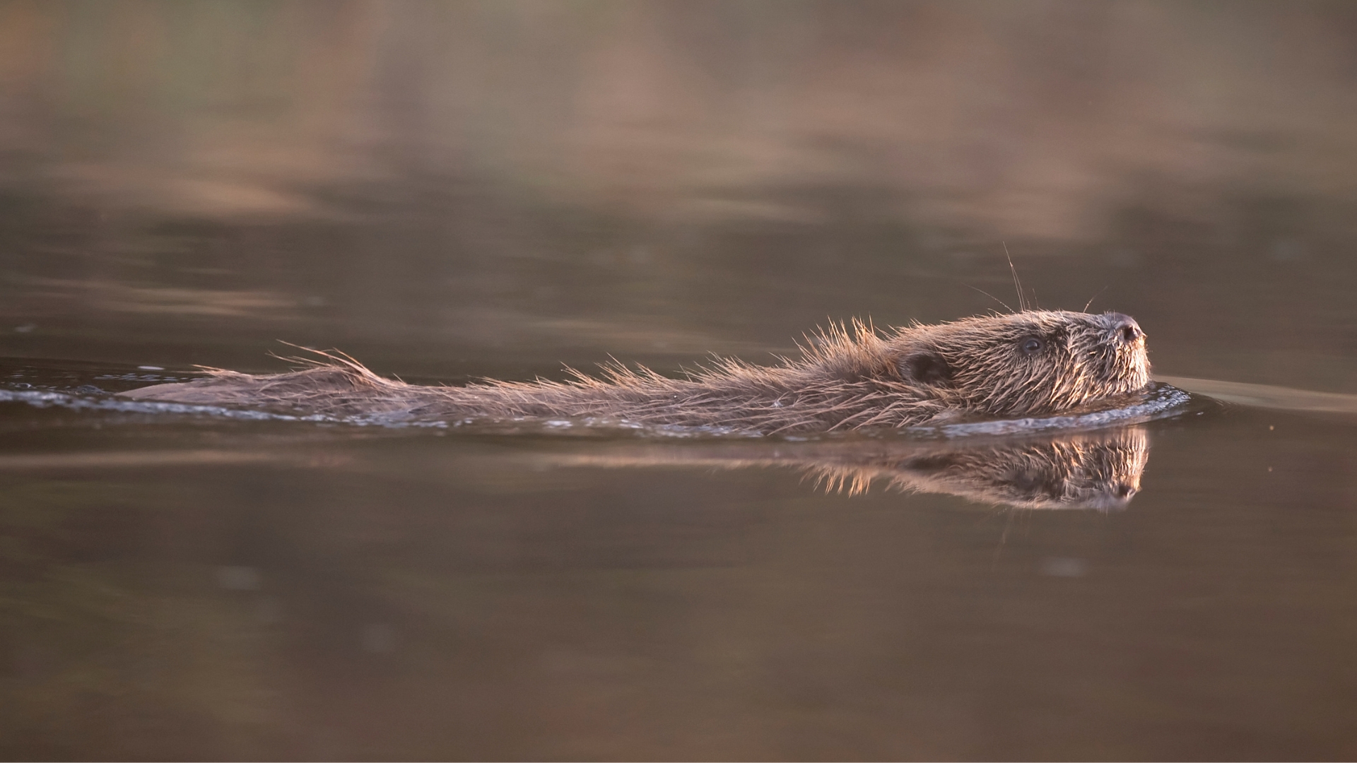Glen Affric Beaver Project - Trees for Life
