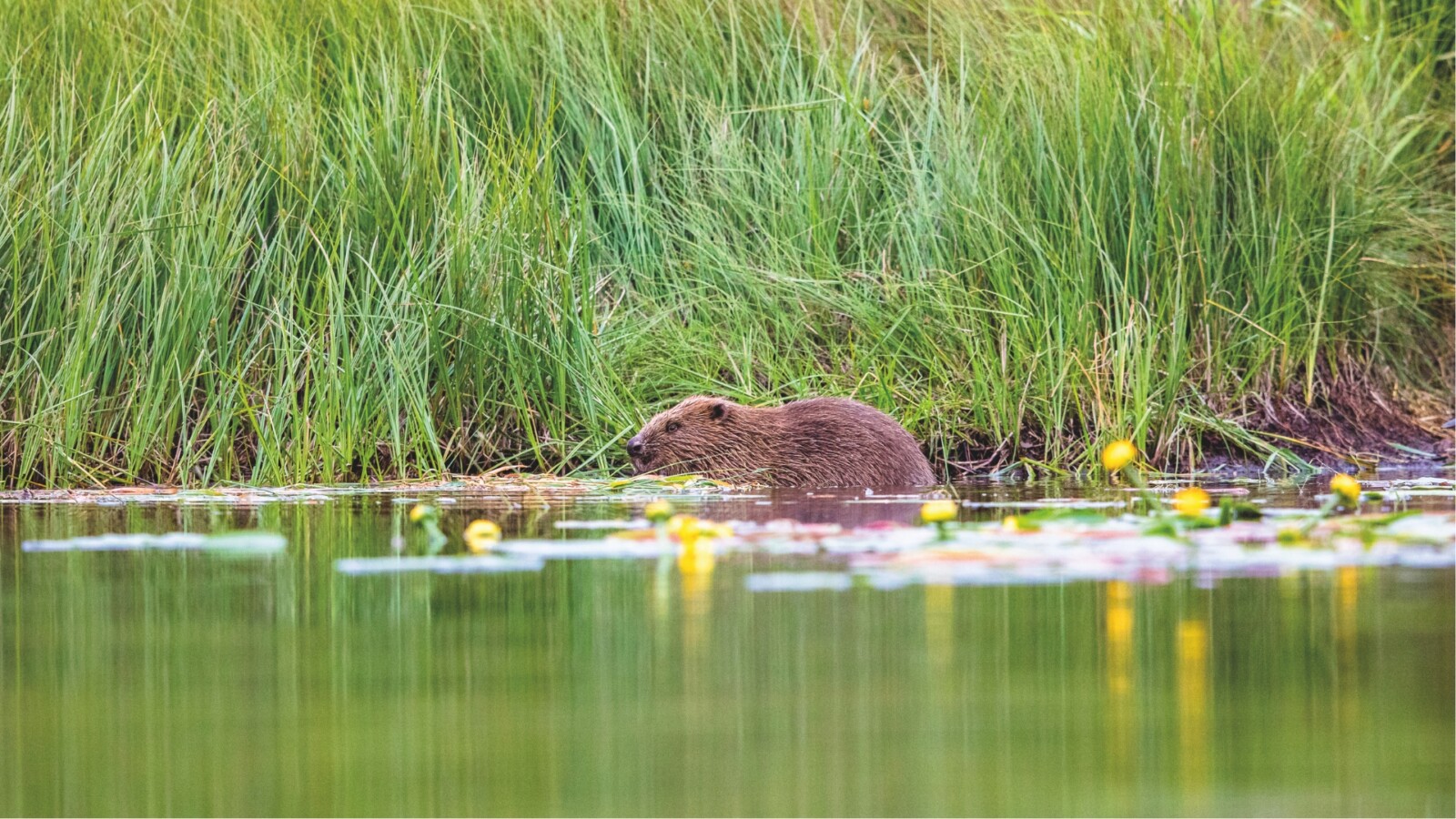 Glen Affric to home new beavers? - Trees for Life