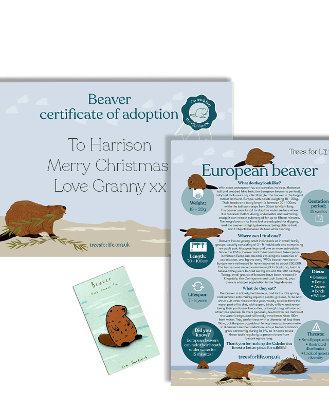 Adopt a beaver - Trees for Life