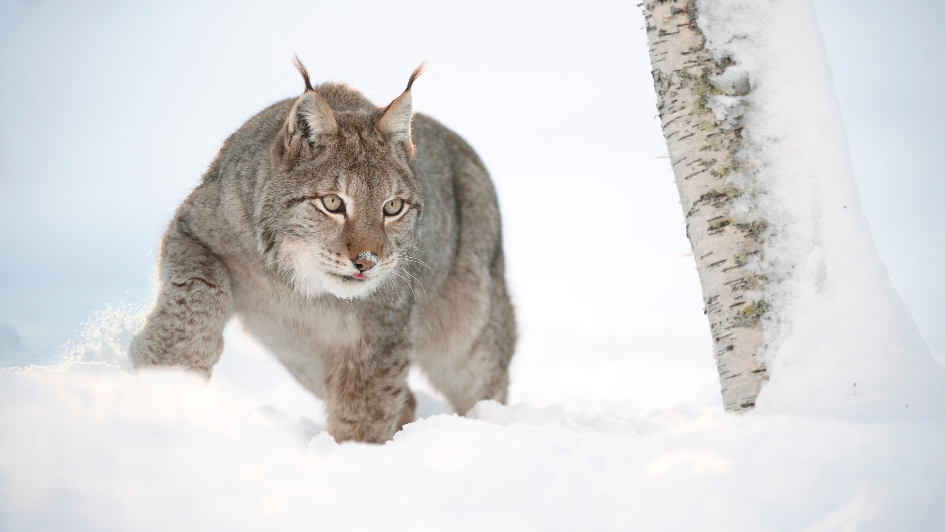 Lynx – major report on cross-sector discussions outlines key issues and ...