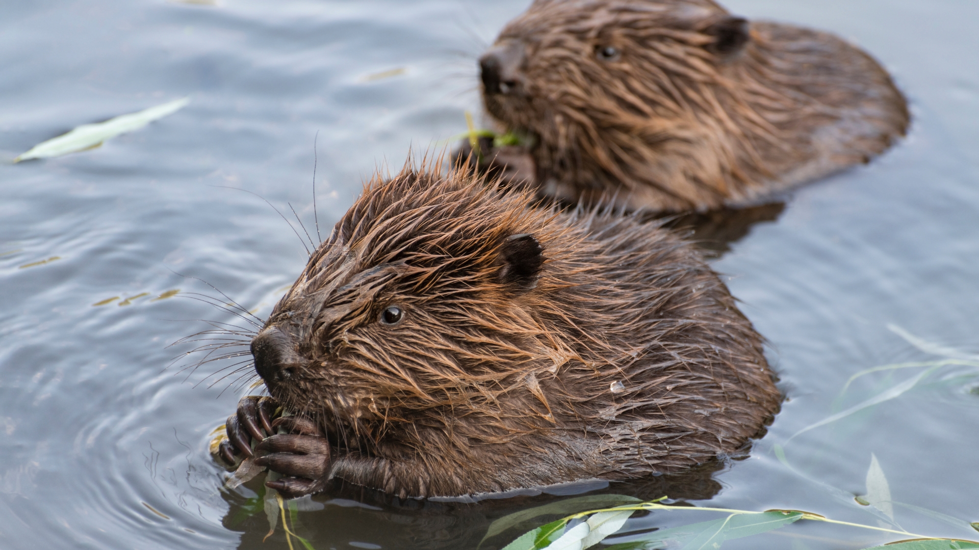Licence granted for historic return of beavers to Glen Affric - Trees ...