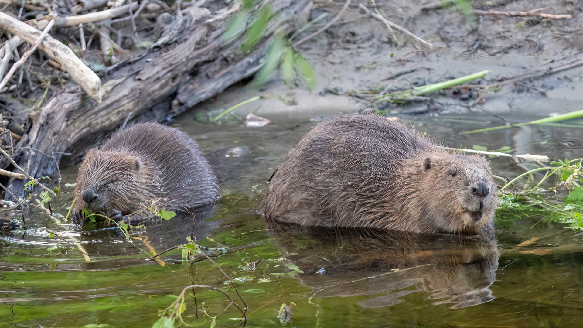 Ness Beaver Project - Trees for Life