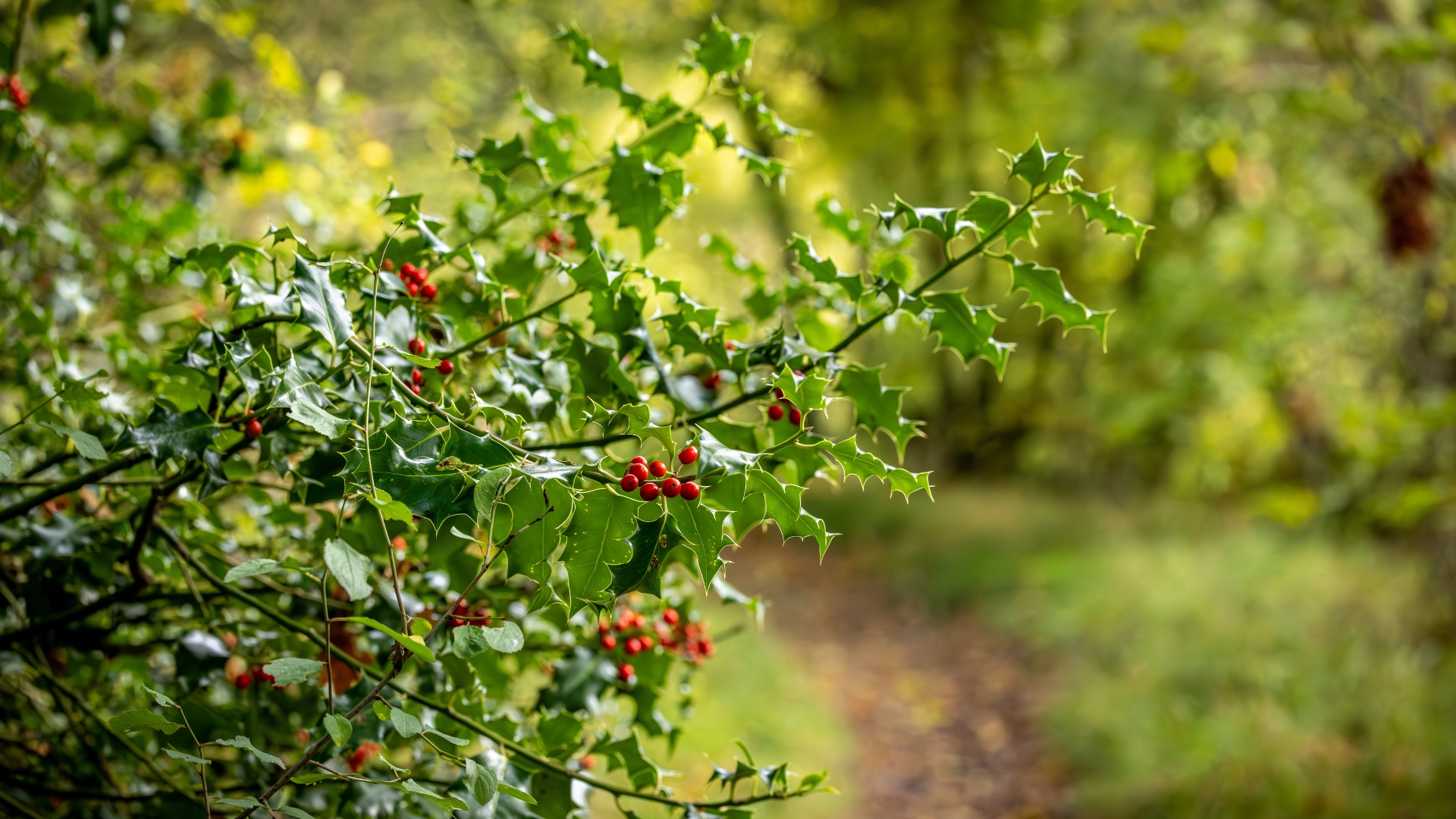 Holly tree facts and information | Trees for Life
